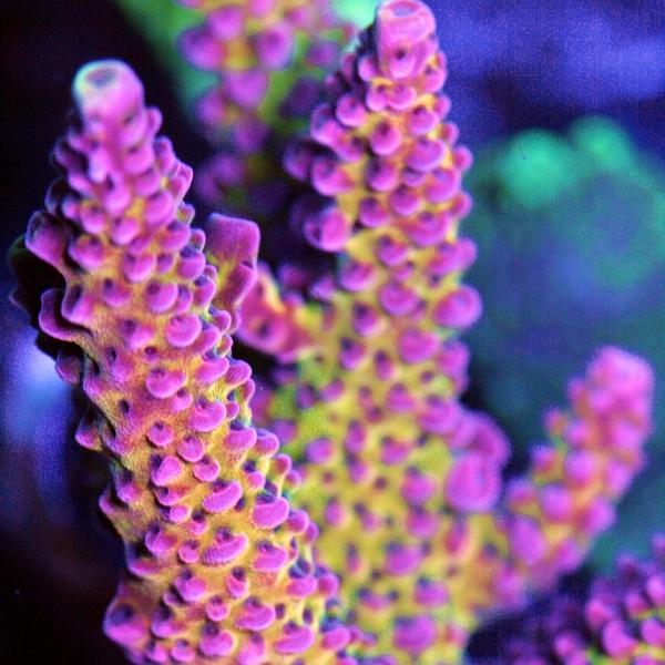 SPS CORALS – Exotic Aquarium World