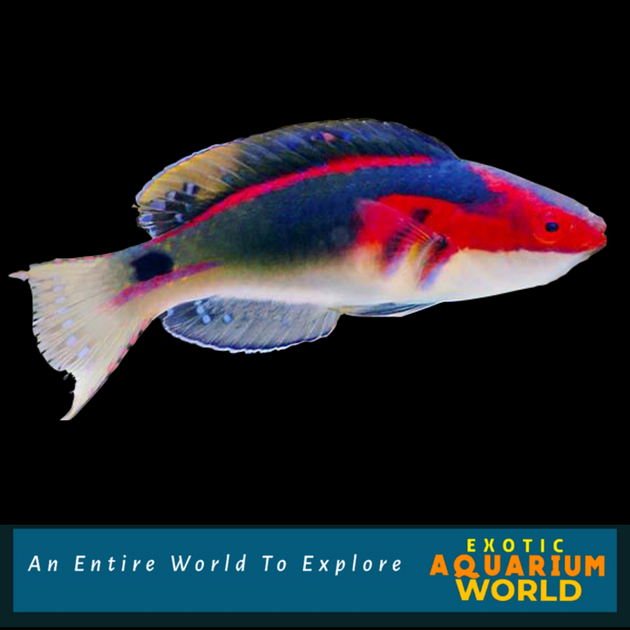 Available livestock - fish