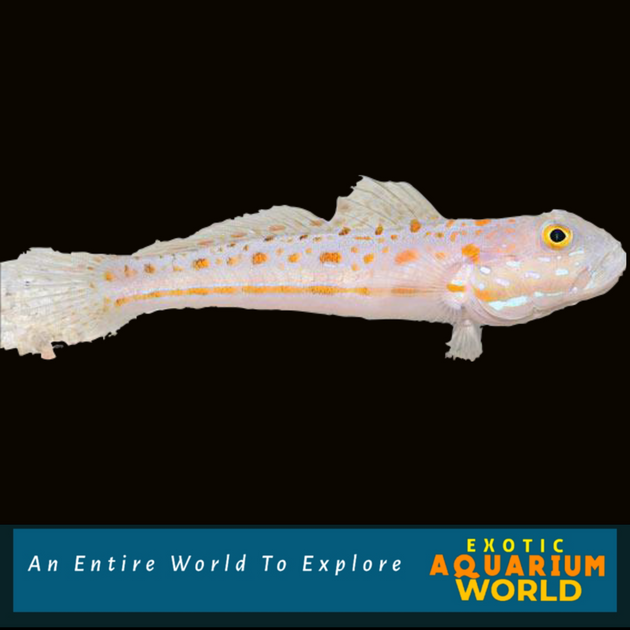 Available livestock - fish