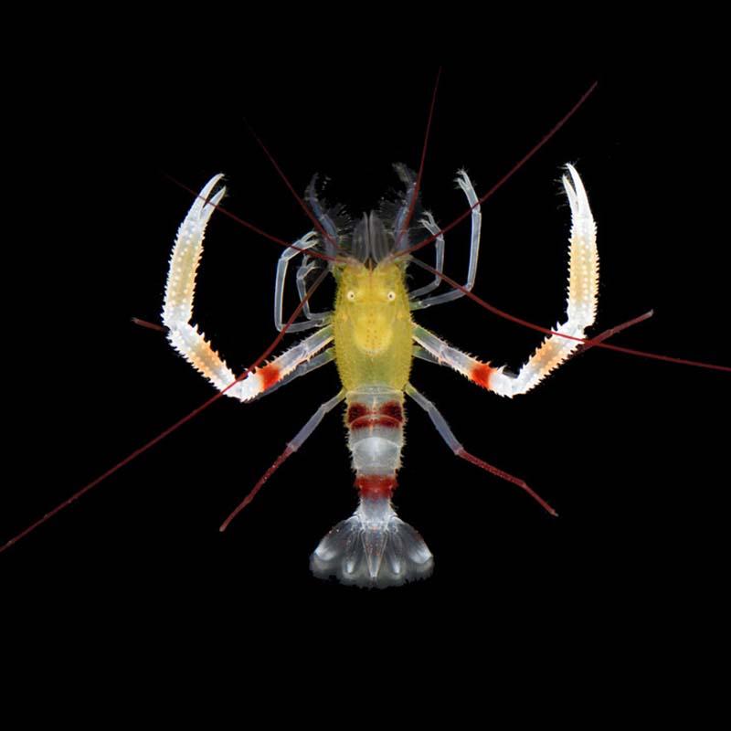 Banded Coral Shrimp, Gold (Stenopus zanzibaricus)