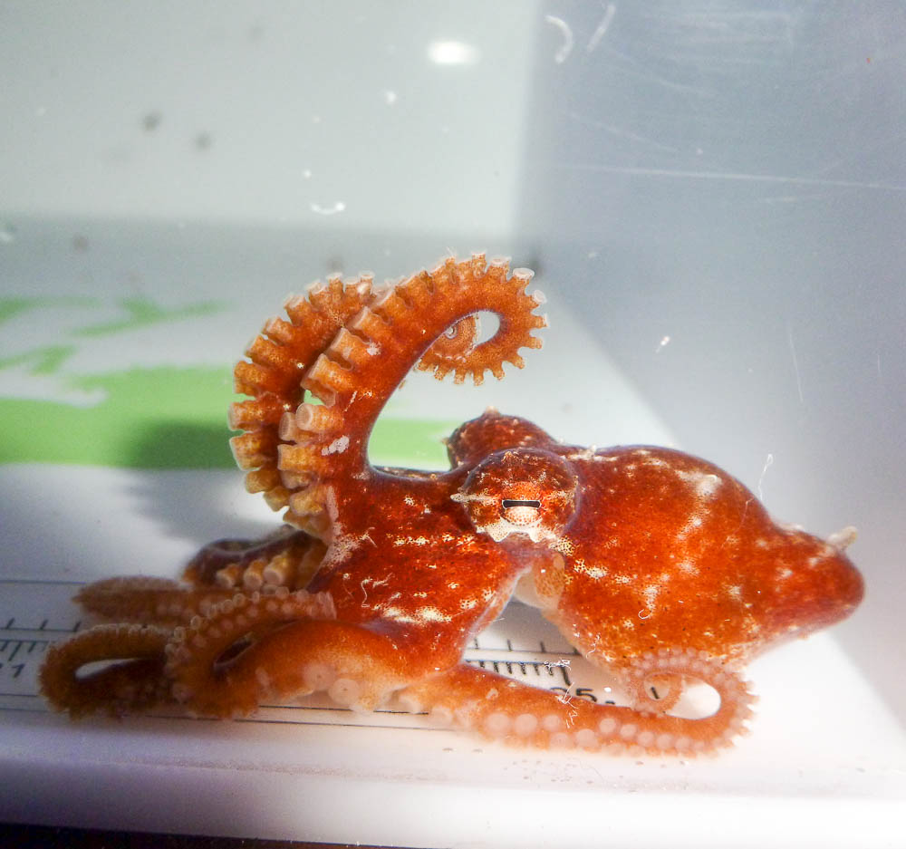 Atlantic Pygmy Octopus EXPERT ONLY