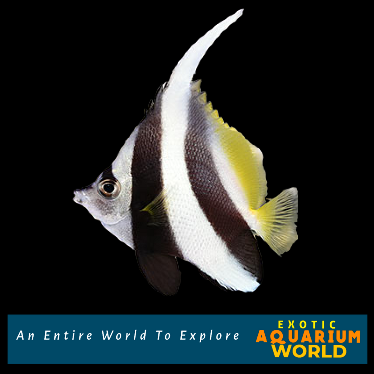 Heniochus Black & White Butterflyfish (Heniochus acuminatus) exclusive