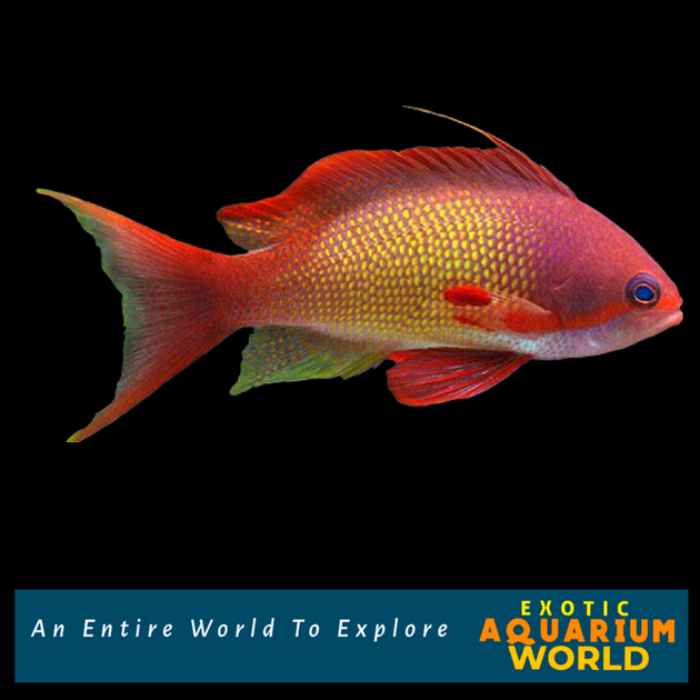 Available livestock - fish